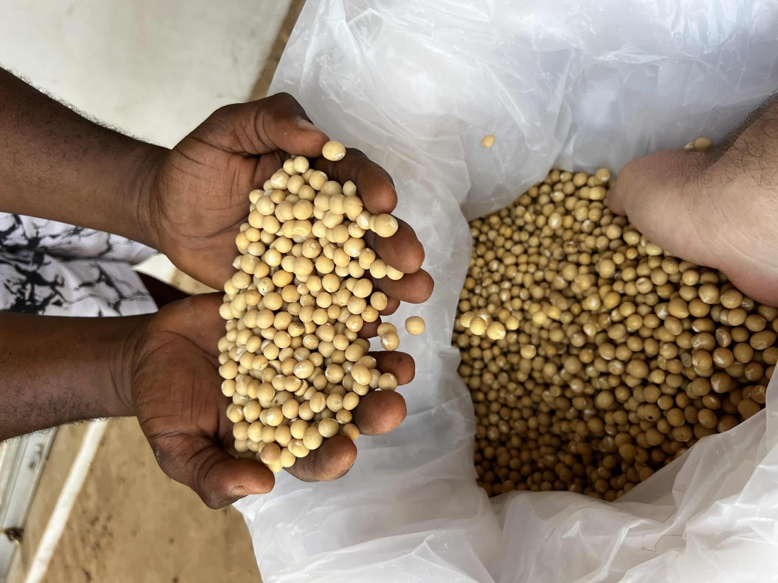 The continued neglect of forgotten crops is worsening global food ...